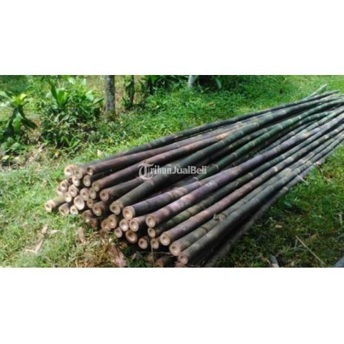 Bambu Steger Panjang Kisaran 56 Meter Diameter Kisaran 79 cm di Bandung ...