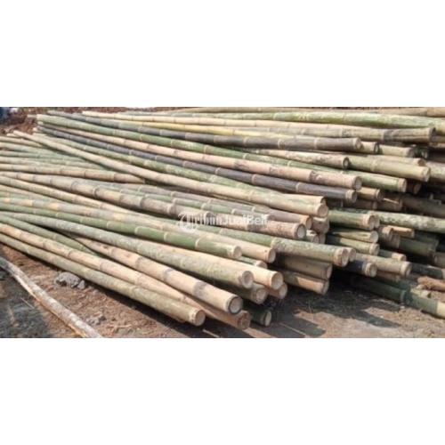 Bambu Steger Panjang Kisaran 56 Meter Diameter Kisaran 79 cm di Bandung ...