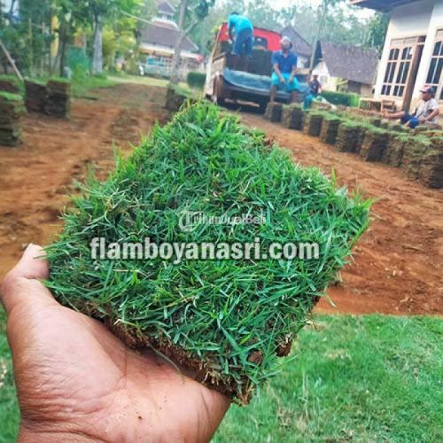 Supplier Rumput Taman Jepang Gajah Mini, Paitan dan Bermuda Golf di ...