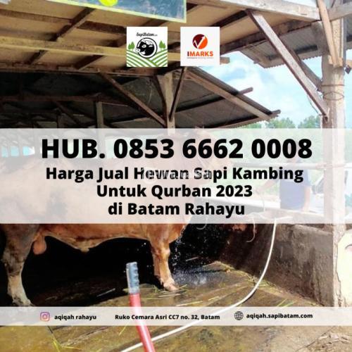 Sapi Kurban Halal di Batam Sapi Rahayu Batam di Batam - Tribun JualBeli