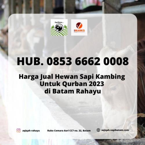 Sapi Kurban Halal di Batam Sapi Rahayu Batam di Batam - Tribun JualBeli