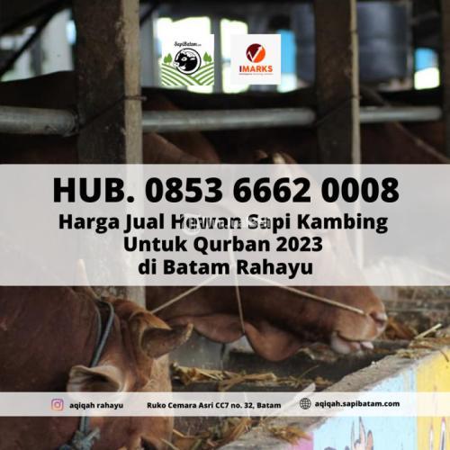 Sapi Kurban Halal di Batam Sapi Rahayu Batam di Batam - Tribun JualBeli