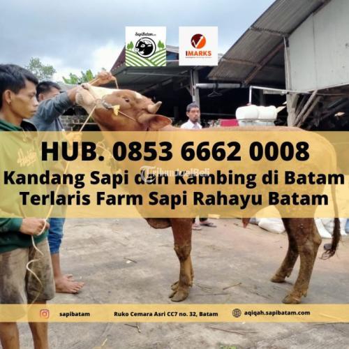 Sapi Kambing Qurban Idul Adha 2023 di Batam - Tribun JualBeli