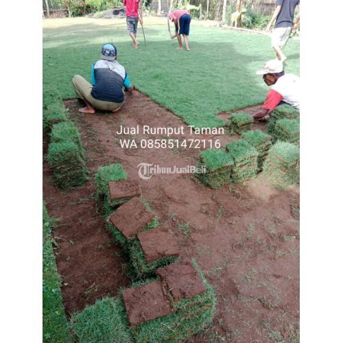 Rumput Jepang Per M2 Terbaru di Surabaya - Tribun JualBeli