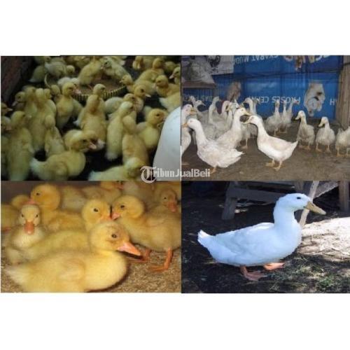 Pabrik Pelet Pur Voer Pakan Bebek Itik & Unggas Khusus Pedaging ...