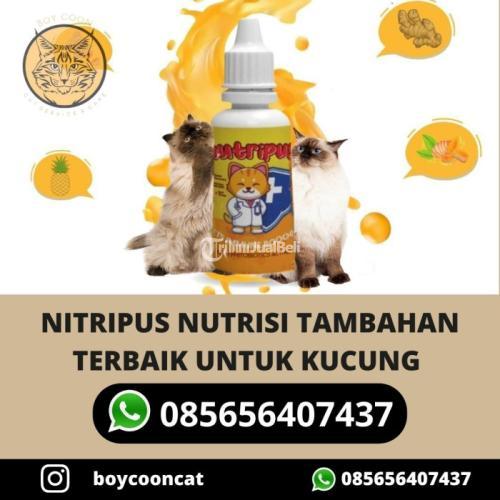 NUTRIPUS NUTRISI TAMBAHAN TERBAIK UNTUK KUCING - Tribun JualBeli