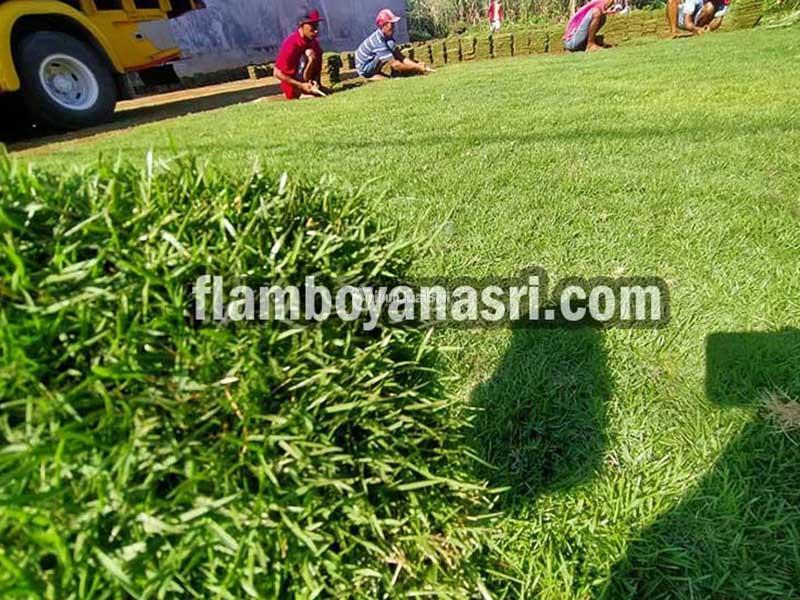 Bibit Rumput Taman Hijau Halus Murah di Malang - Tribun JualBeli