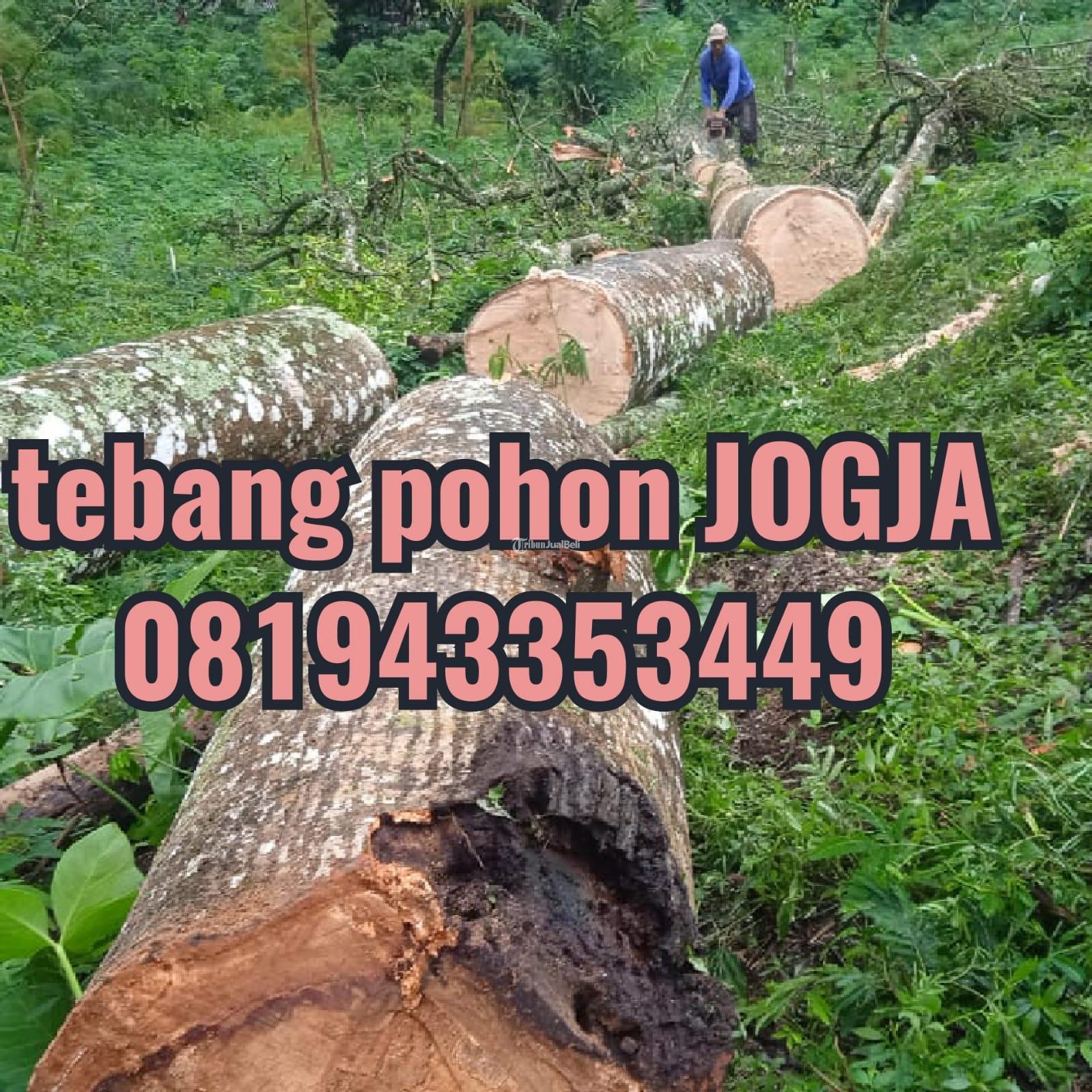 Tebang Pohon Panggilan Tenaga Berpengalaman di Sleman - Tribun JualBeli