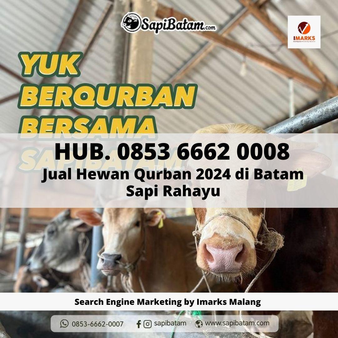 Sapi Qurban 2024 di Batam Sapi Rahayu - Tribun JualBeli