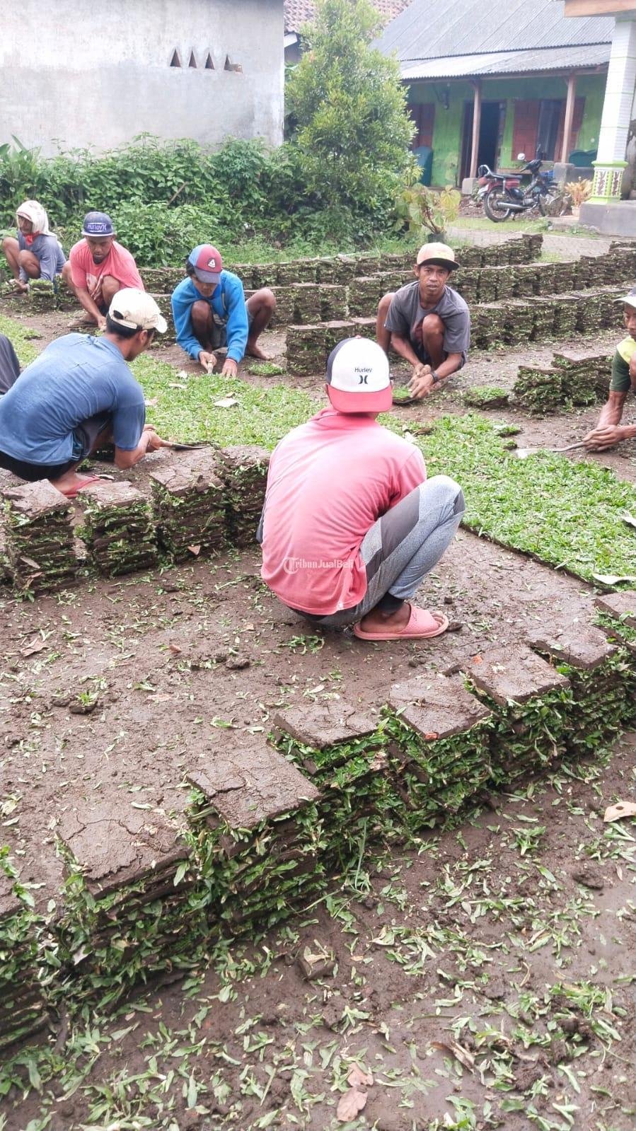 Rumput Gajah Mini Per Meter Harga Murah Di Cilacap Tribun Jualbeli