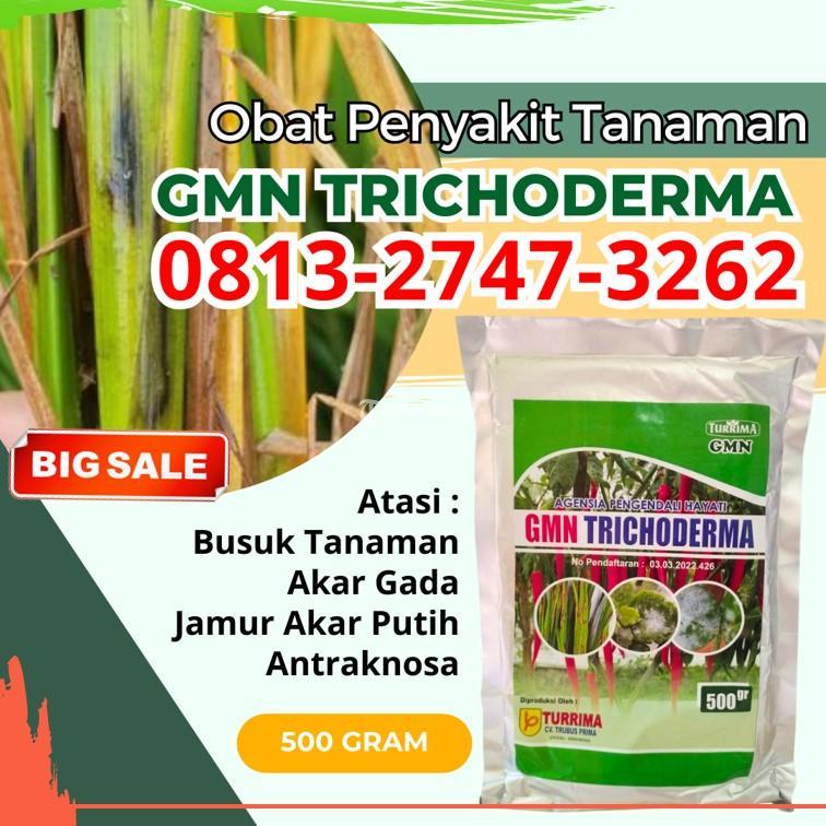 Terbukti Distributor Pupuk Trichoderma Produsen GMN Trichoderma di ...