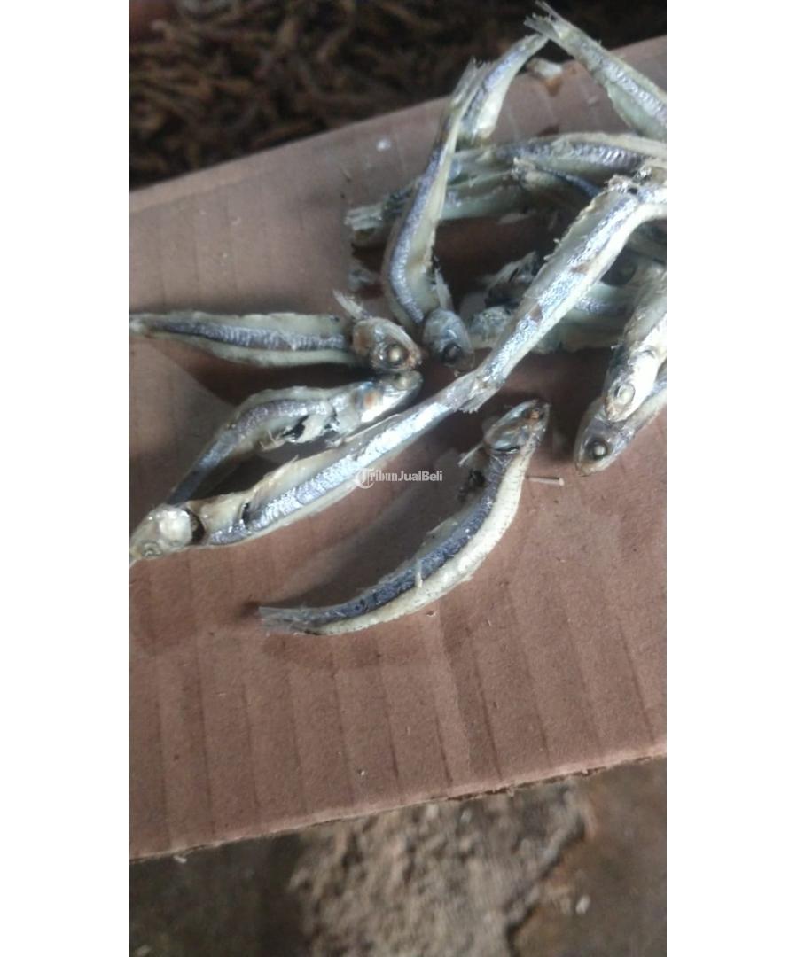 Terenak Ikan Asin Rebus Berkah Jaya Bahari di Lampung Timur - Tribun ...