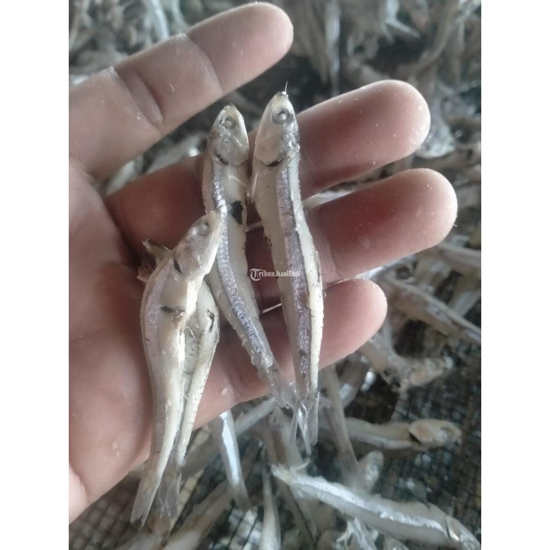 Terviral Ikan Asin Rebus Berkah Jaya Bahari di Lampung Timur - Tribun ...