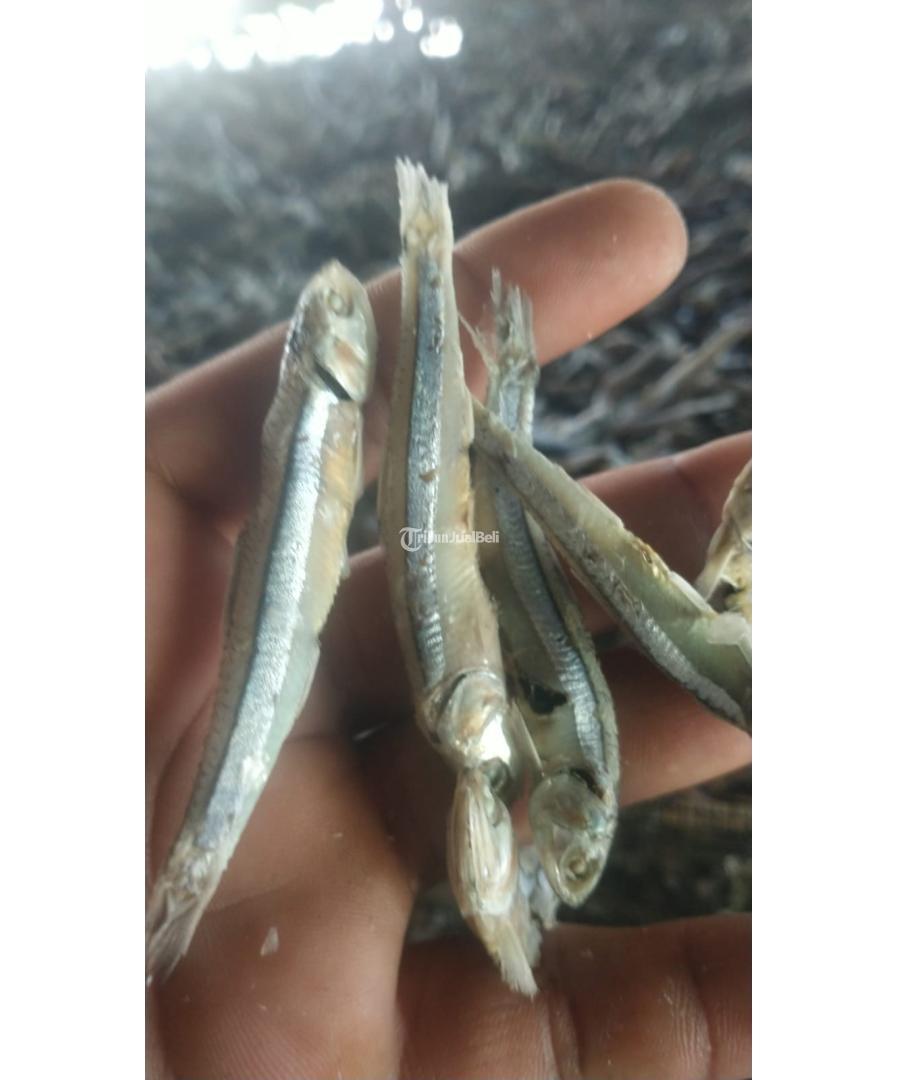 Terviral Ikan Asin Rebus Berkah Jaya Bahari di Lampung Timur - Tribun ...