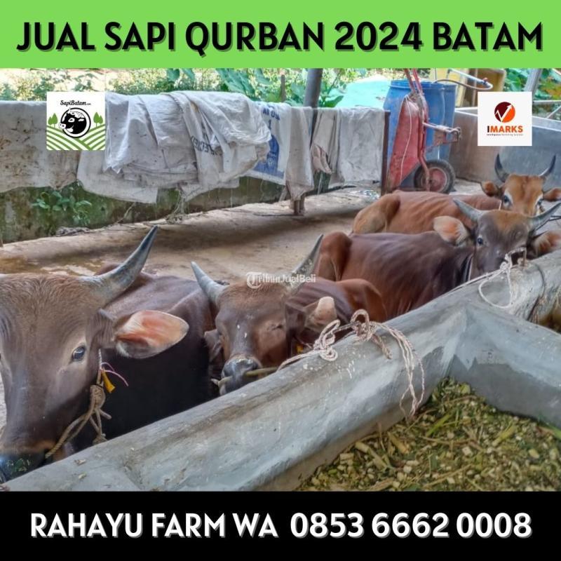 Sapi Kurban Biasa hingga Premium di Batam - Tribun JualBeli
