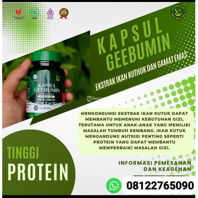 Ekstrak Ikan Gabus Plus Gammat Emas dalam 1 Kapsul untuk Mempercepat ...