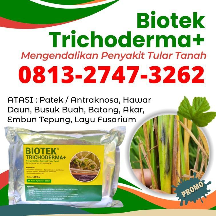 Bisa COD PUSAT Fungisida Hayati Trichoderma Tricoderma Biotek ...