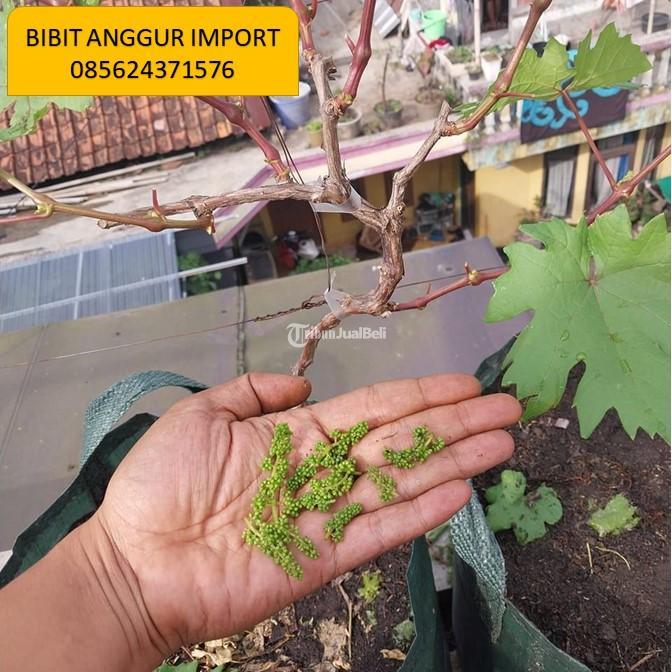 Produsen Bibit Anggur Import Ready Stock – Bandung Barat - Tribun JualBeli