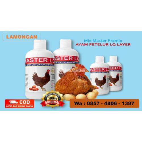 Tambahan Suplemen pada Minuman untuk Ayam Petelur di Lamongan - Tribun ...
