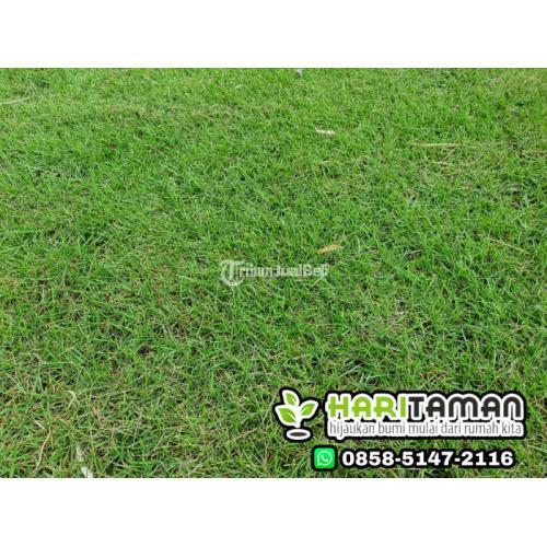 Rumput Golf Permeter Siap Kirim Dan Tanam di Tulungagung - Tribun JualBeli