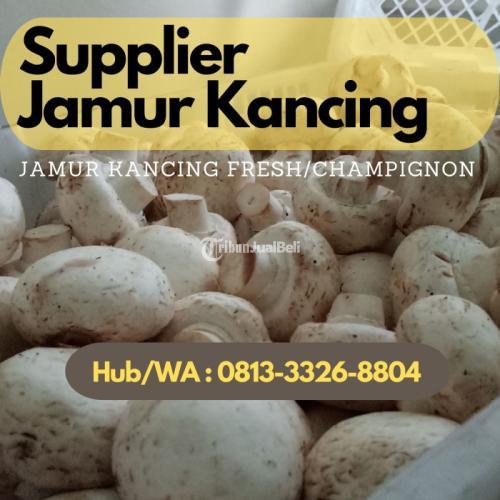 Supplier Jamur Kancing di Malang - Tribun JualBeli