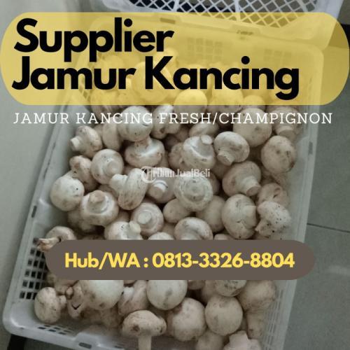 Jamur Knacing Fresh Harga Murah di Bekasi Kota - Tribun JualBeli