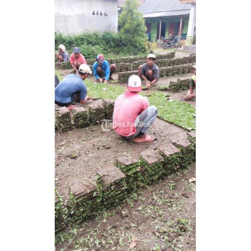 Supplier Rumput Gajah Mini Termurah di Psuruan - Tribun JualBeli