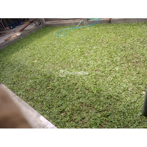 Tanaman Rumput Gajah Mini di Bojonegoro - Tribun JualBeli