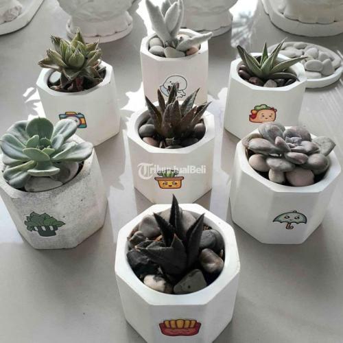 Kerajinan Sukulen Mini di Malang - Tribun JualBeli