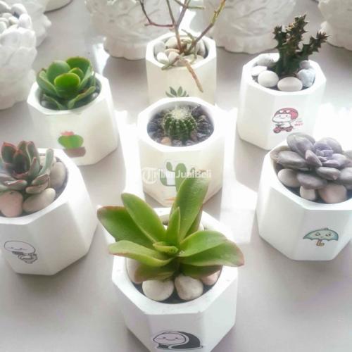 Kerajinan Sukulen Mini di Malang - Tribun JualBeli