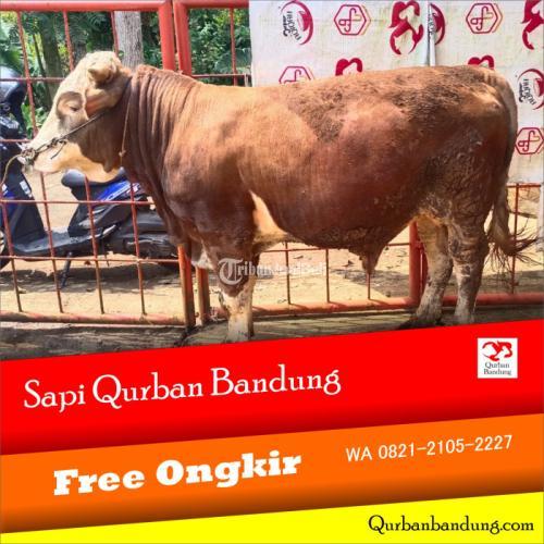 Sapi Qurban Kurban Murah di Bandung - Tribun JualBeli
