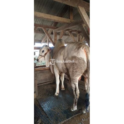 Sapi Qurban Kurban Murah di Bandung - Tribun JualBeli
