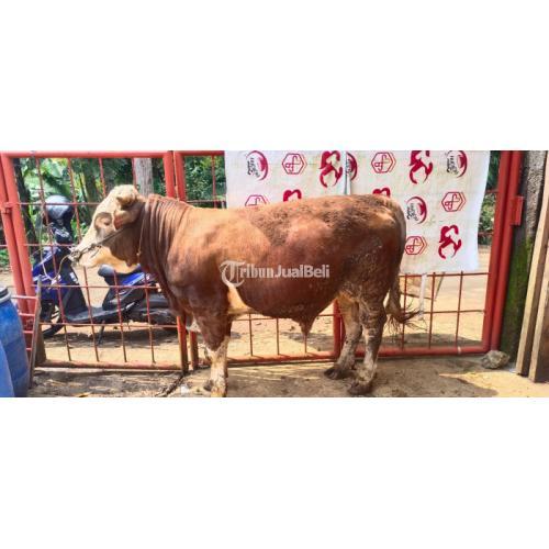 Sapi Qurban Kurban Murah di Bandung - Tribun JualBeli