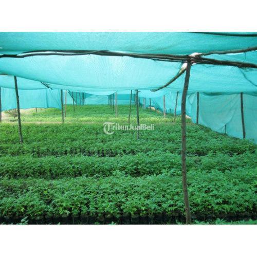 JARING INSECTNET UKURAN 3M X 50M HARGA TERMURAH - Tribun JualBeli