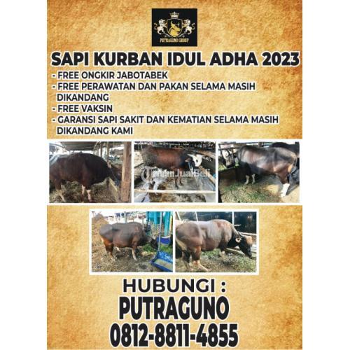 Sapi Kurban Idul Adha 2023 di Bekasi - Tribun JualBeli