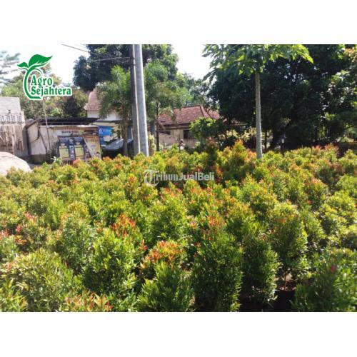 Jual Pucuk Merah Siap Tanam Pucuk Merah Besar dan Kecil Ready Proyek ... Jual Pucuk Merah Siap Tanam Pucuk Merah Besar dan Kecil Ready Proyek ...