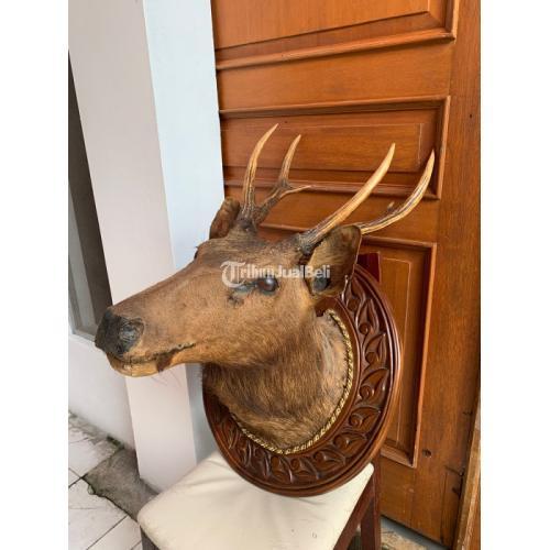 Hiasan Dinding Kepala Rusa di Jakarta Selatan - Tribun JualBeli