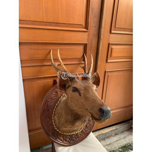 Hiasan Dinding Kepala Rusa di Jakarta Selatan - Tribun JualBeli