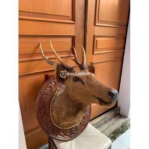 Hiasan Dinding Kepala Rusa di Jakarta Selatan - Tribun JualBeli