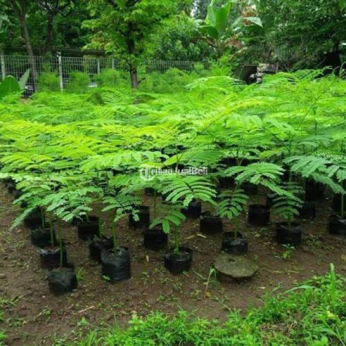 Jual Pohon Solobium / Schizolobium Parahyba Ukuran 1mtr di 6mtr di ...