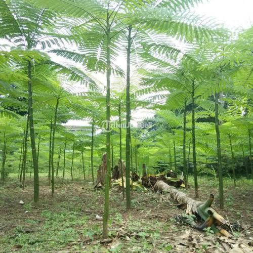 Jual Pohon Solobium / Schizolobium Parahyba Ukuran 1mtr di 6mtr di ...