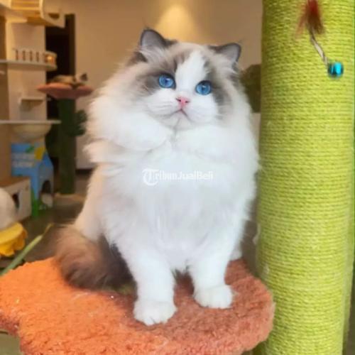 Kucing Ragdoll Sehat di Banyuwangi - Tribun JualBeli
