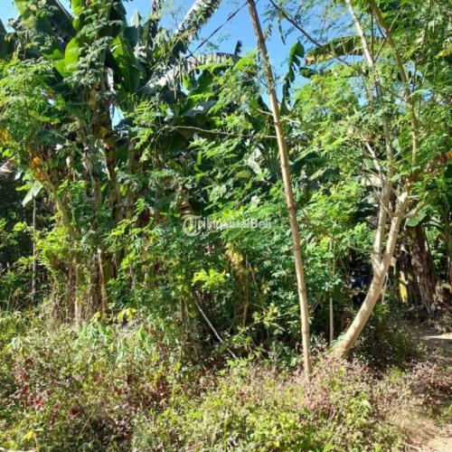 Jual Tanah Luas 1400m2 Jarak 20 Meter Dari Jalan Maumere, Flores, NTT ...