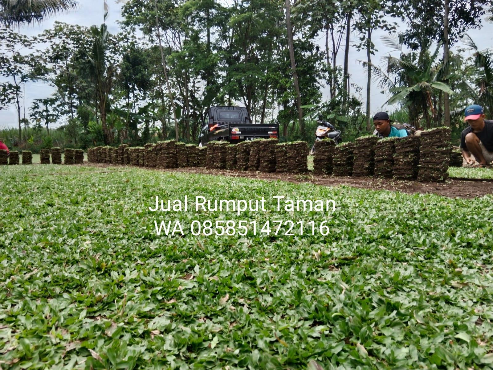 Harga rumput gajah mini - Tribun JualBeli