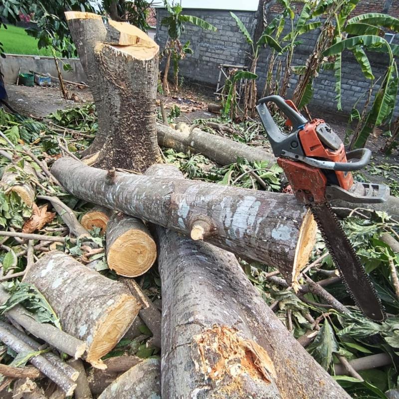 Jasa Tebang Pohon Terbaik dan Terpercaya di Sleman Yogyakarta - Tribun ...