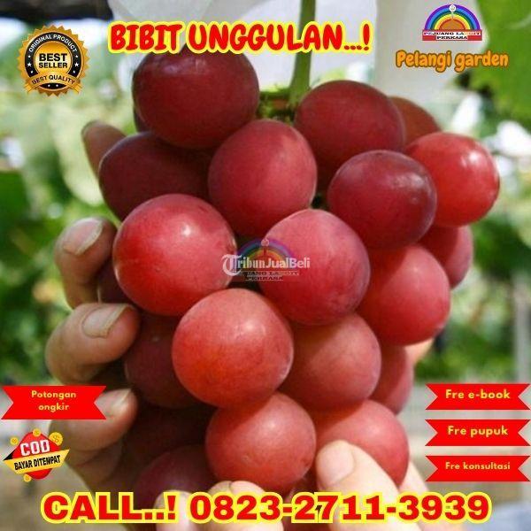 Bibit Anggur Red Roman Berkualitas Order Sekarang di Kebumen Jawa ...