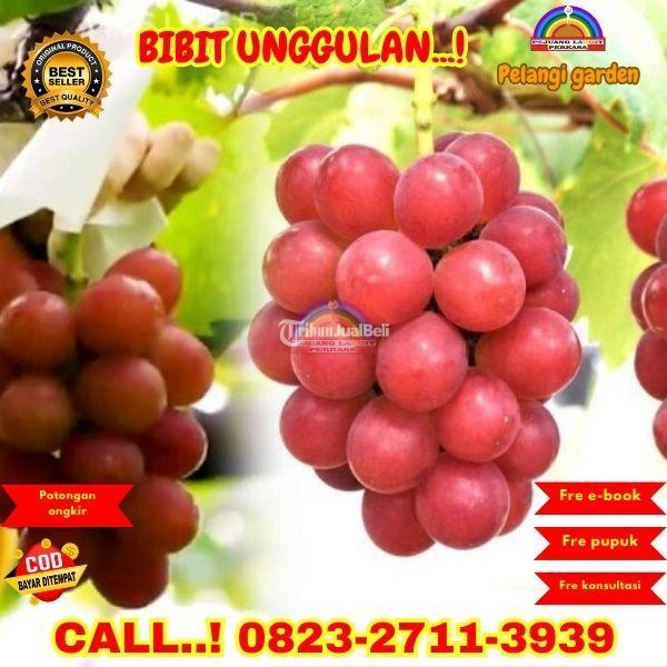 Bibit Anggur Red Roman Berkualitas Order Sekarang di Kebumen Jawa ...