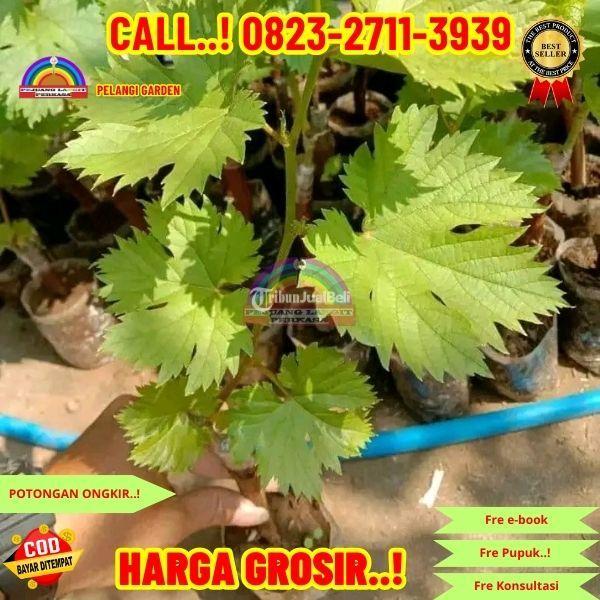 POTONGAN GILA H.Tovix CALL 0823di2711di3939 Bibit Anggur Unggul Di ...