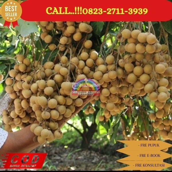Bibit Kelengkeng Kateki Magelang Di Kebumen KebumendiWonosari - Tribun ...