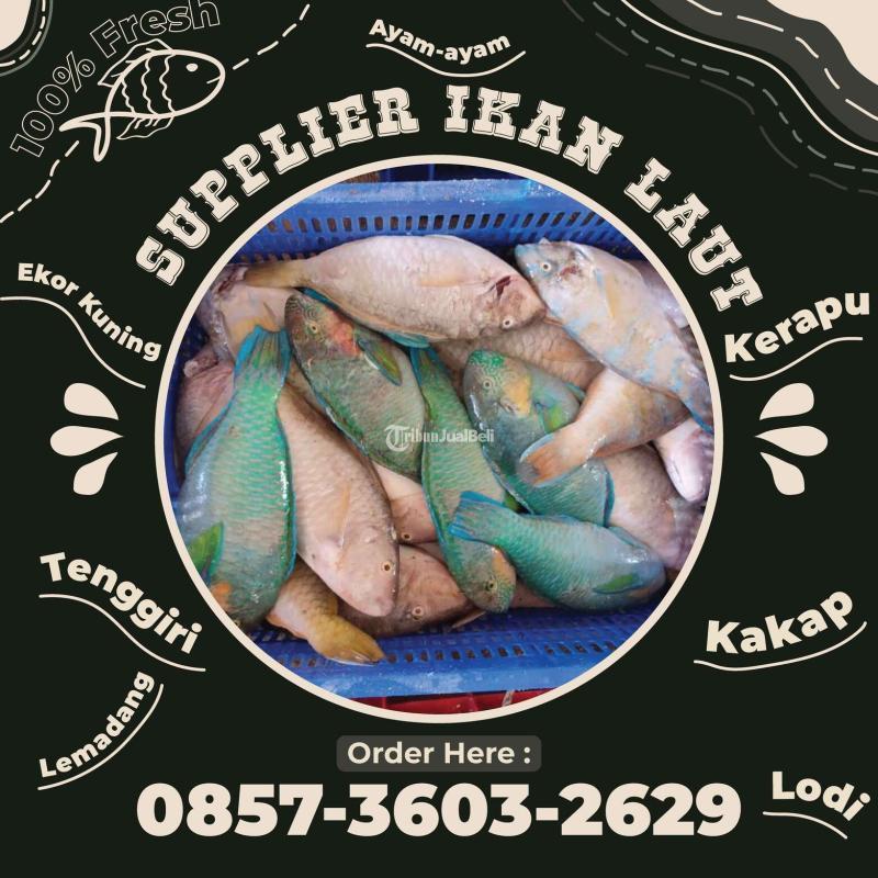 Supplier Ikan Laut Segar Bermacam Jenis Online di Surabaya - Tribun ...